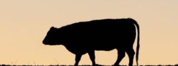 BCG Matrix - Overview, Four Quadrants and Diagram | Wall Street Oasis